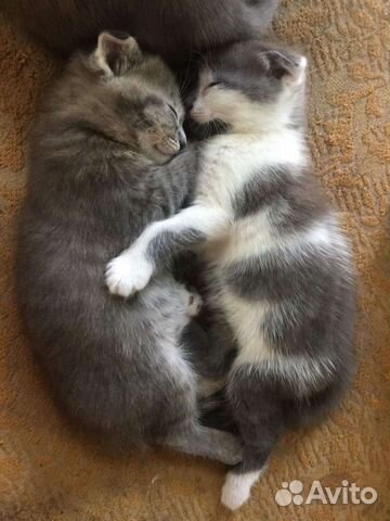Кошки шотландцы вислоухие