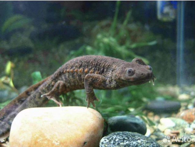 Тритон и лягушка