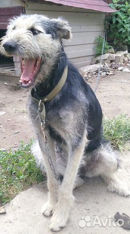 Отдадим щенка