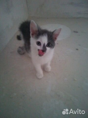Котейка ищет хозяина