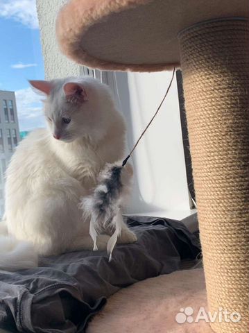 Котик Беляш