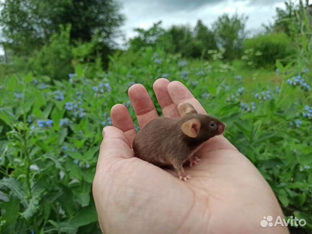 Декоративная мышь