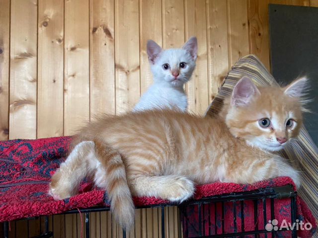 Котики в добрые руки