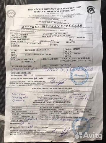 Кобель для вязки золотистый ретривер