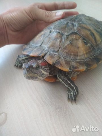 Красноухая черепаха с аквариумом бесплатно