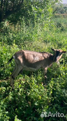 Горная дойная козочка Серка