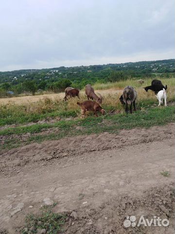 Козы и козлята