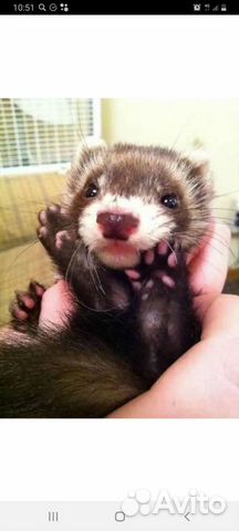 Хорек с клеткой