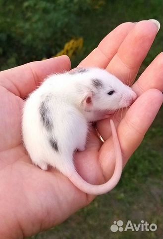 Крысята дамбо девочки от rat love13.85