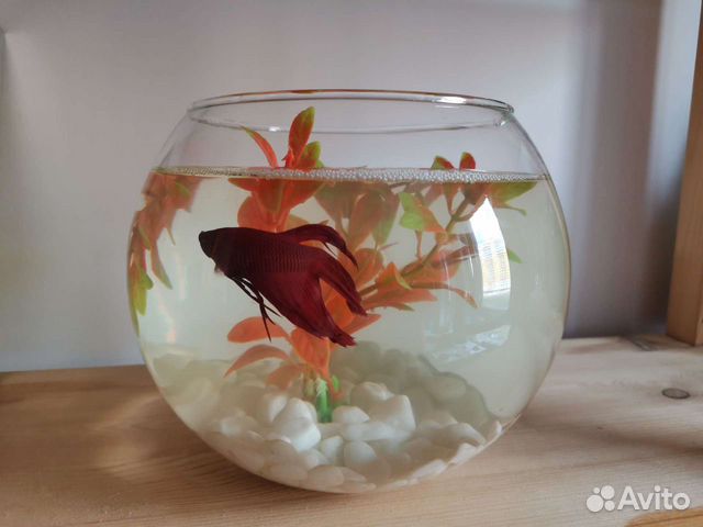 Рыбка петушок