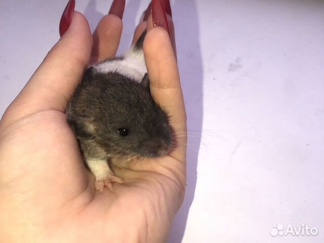 Крыски дамбо