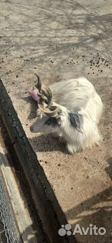 Продам козу, козлят