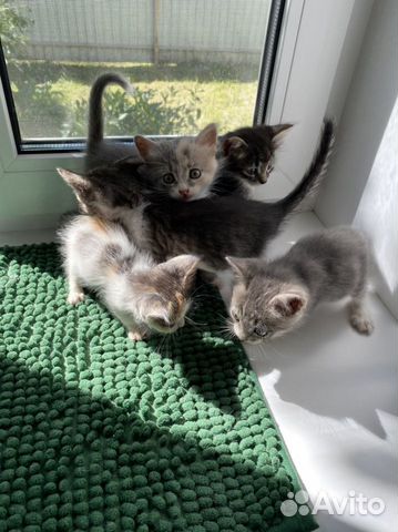 Котята в добрые руки