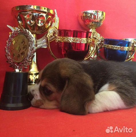 Бигль щенки от Чемпионовввв