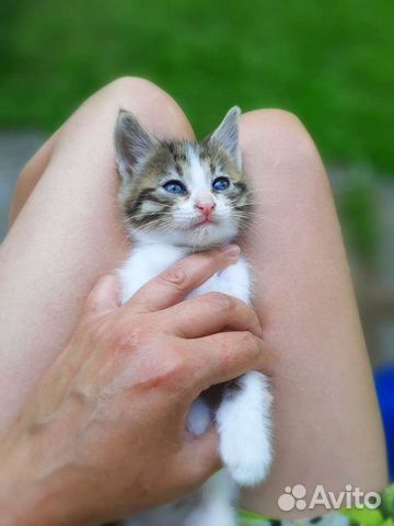 Котенок мальчик