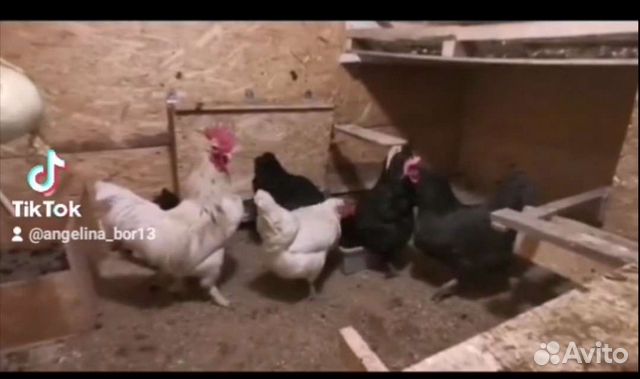 Куры несушки продам