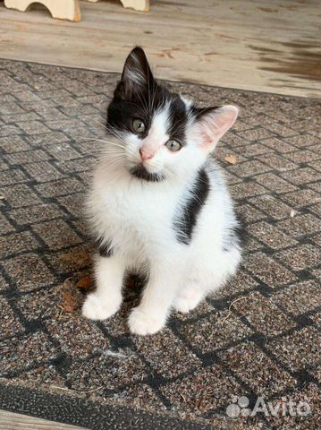 Котенок Мур-Мяу