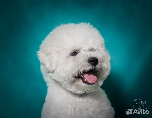 Мальчики-бишончики