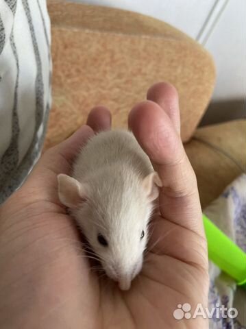 Крысы дамбо