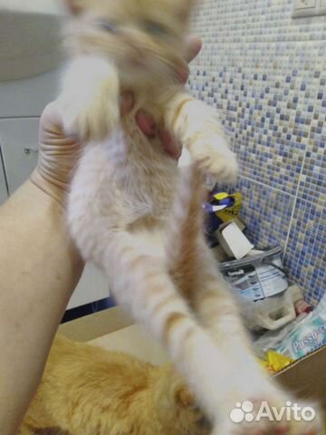 Рыжие котята