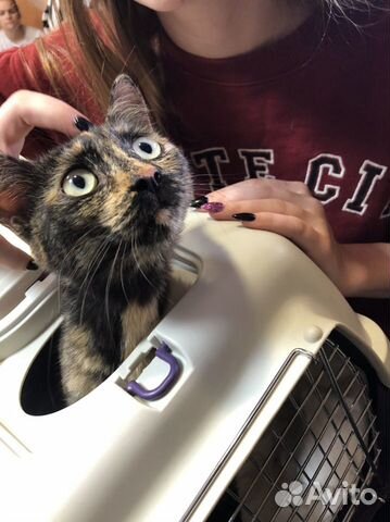 Кошка Пеструшка бесплатно