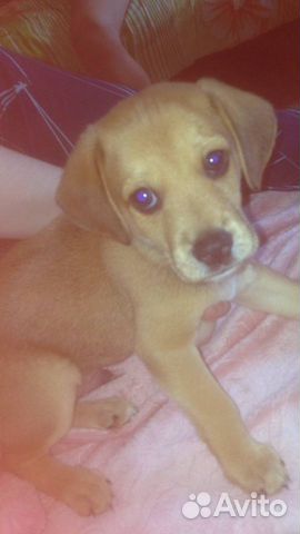 Отдам в добрые руки