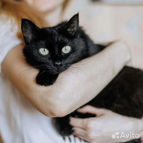 Уютная кошка Шанечка