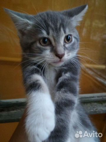 Котенок Варенька в добрые руки