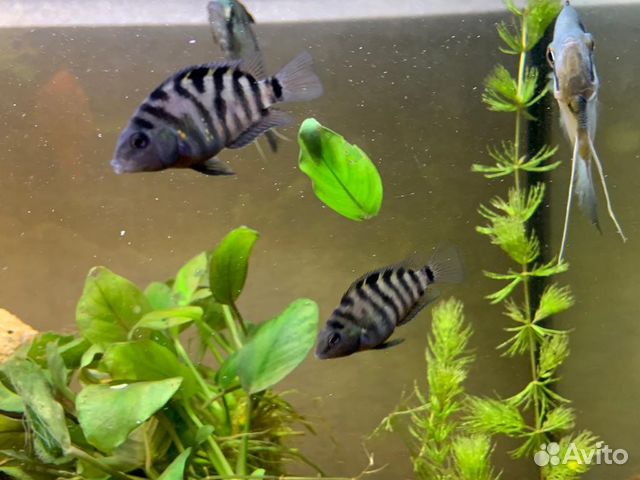 Рыба Чернополосая Цихлида