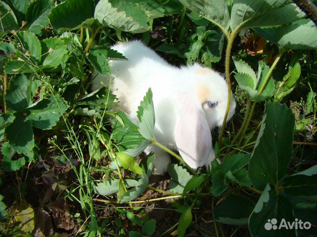 Карликовый веслоухий кролик