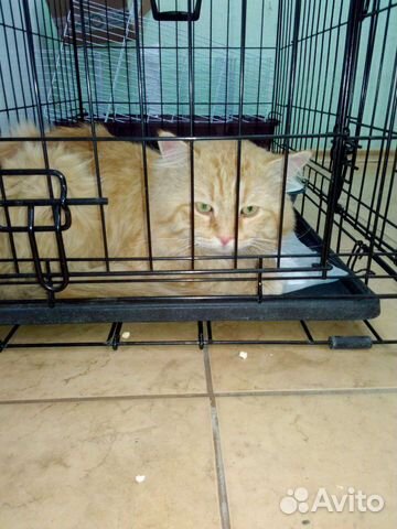 Рыжий кастрированный котик