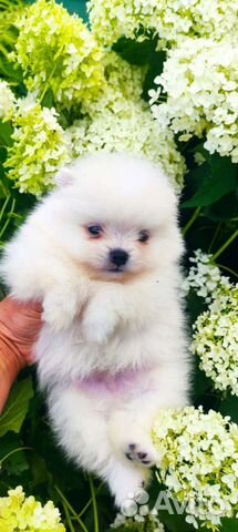 Мини мишутки