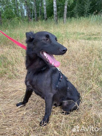 Собака Бельгийская овчарка Патрик