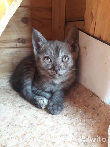 Котенок