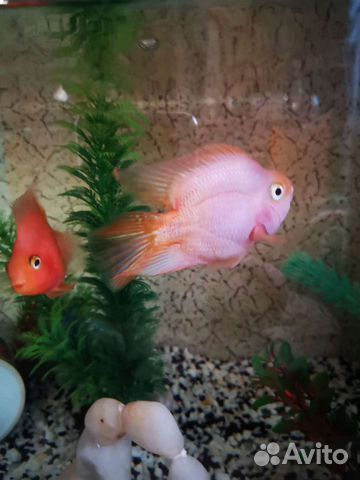 Рыба попугай 2 шт