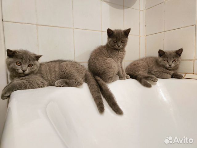 Британские милашки