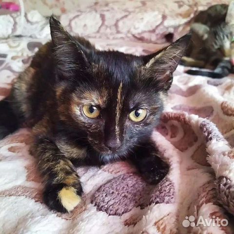 Котенок черепашка