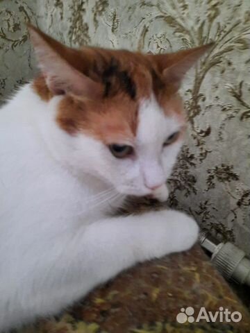 Кошечка Карамелька ждет любящих хозяев