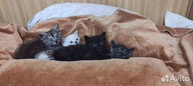 Шотландские котята