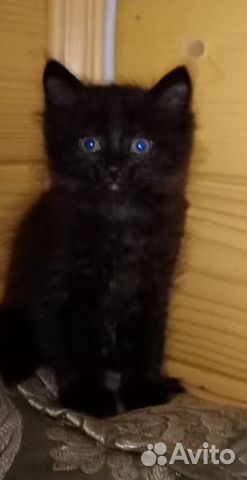 Отдам Котенка В Хорошие Руки