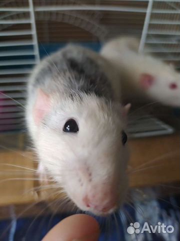 Продам двух крыс дамбо с клеткой