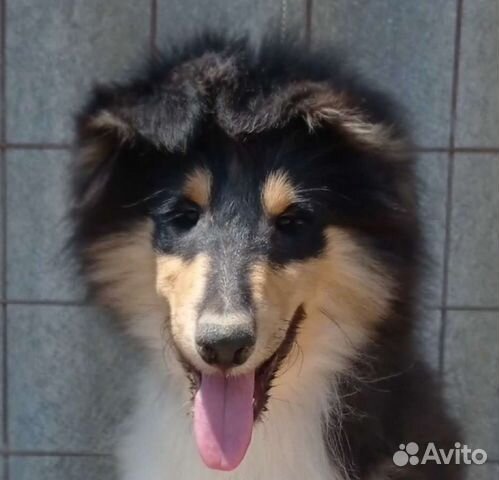 Красивый ребенок колли