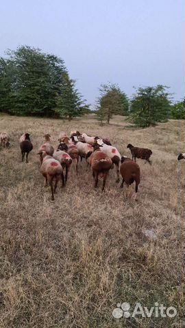 Овцы бараны