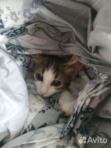 Котенок мальчик 2мес Брэд Питт отдыхает)