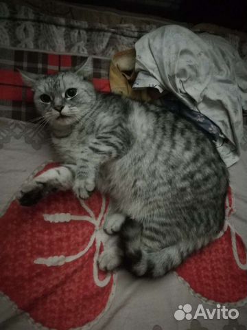 Британский толстый кот