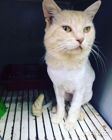 Рыжик - самый ласковый котик