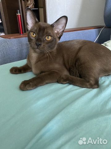 Бурманская