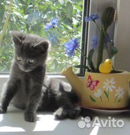 Отдам пепельного котека в добрые руки