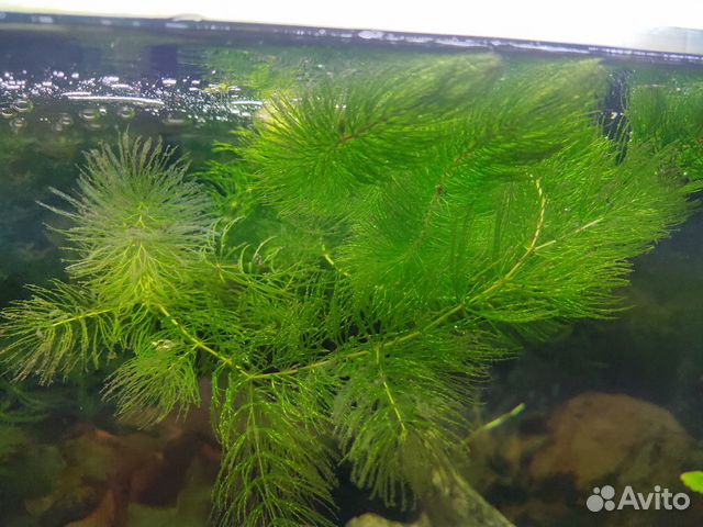 Роголистник, отдам прополку