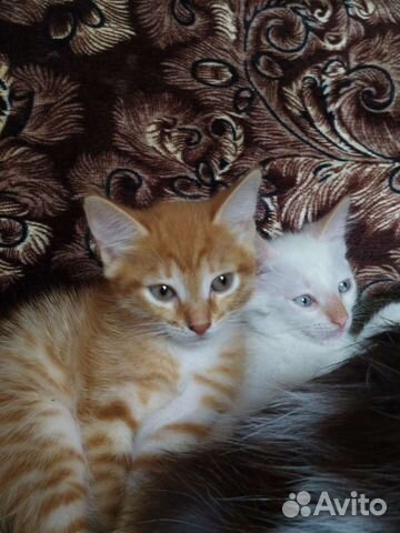 Котята